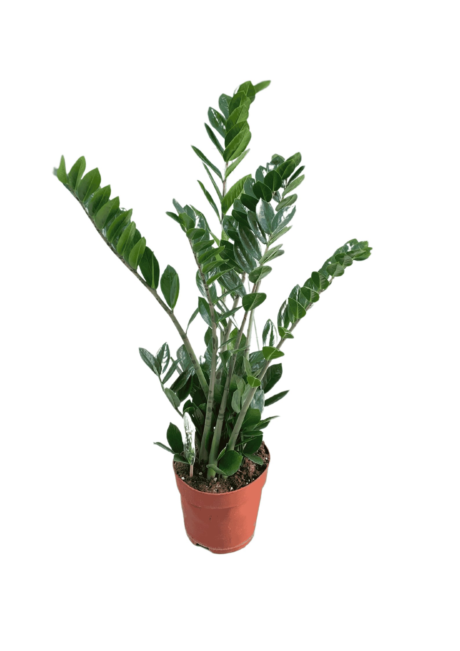 Zammia Media - Vivaio Roma Garden