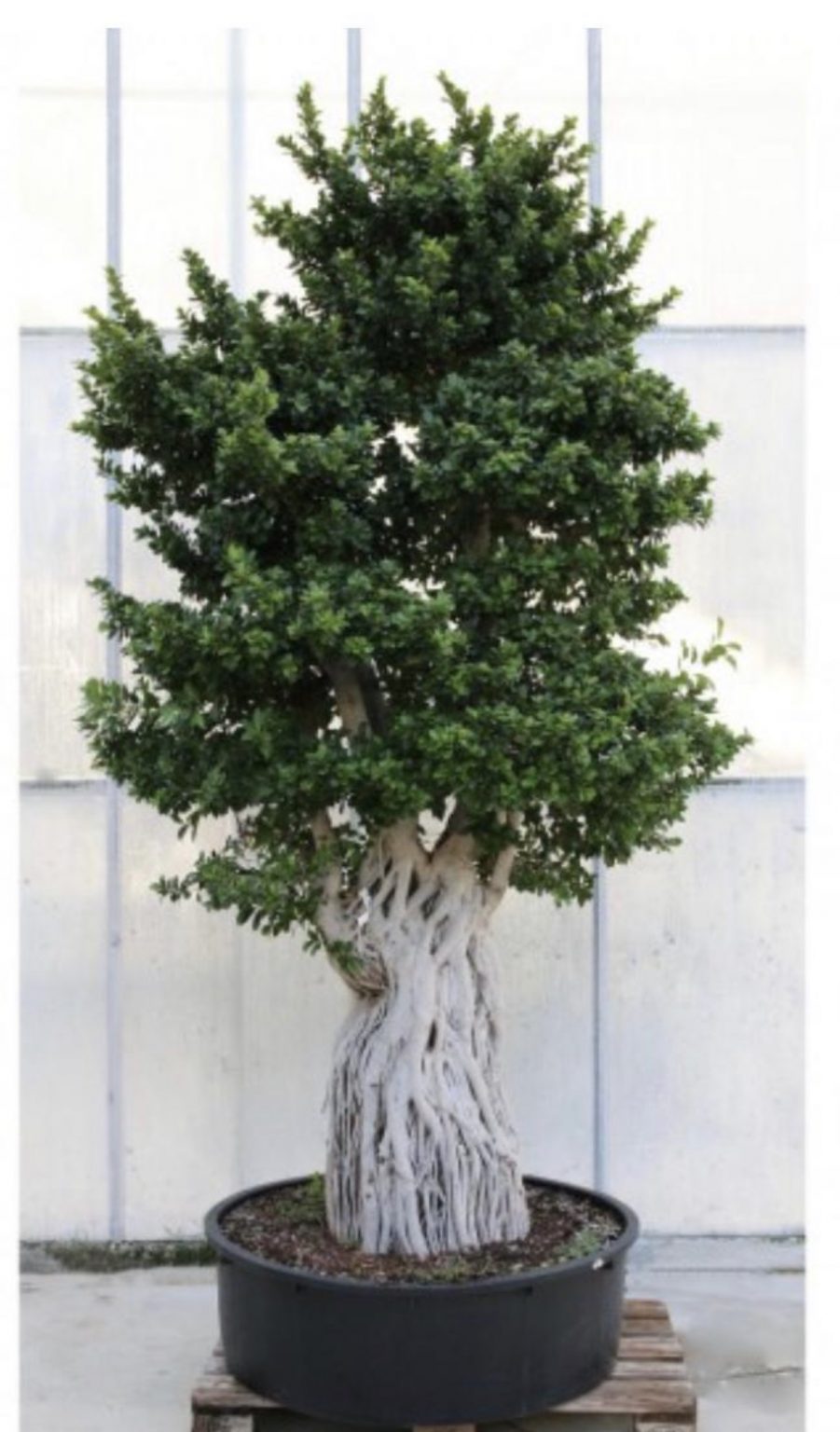 Bonsai a Roma. Ficus, Carmona, Ulivi, Mele, Conifiere. Entra e Scopri