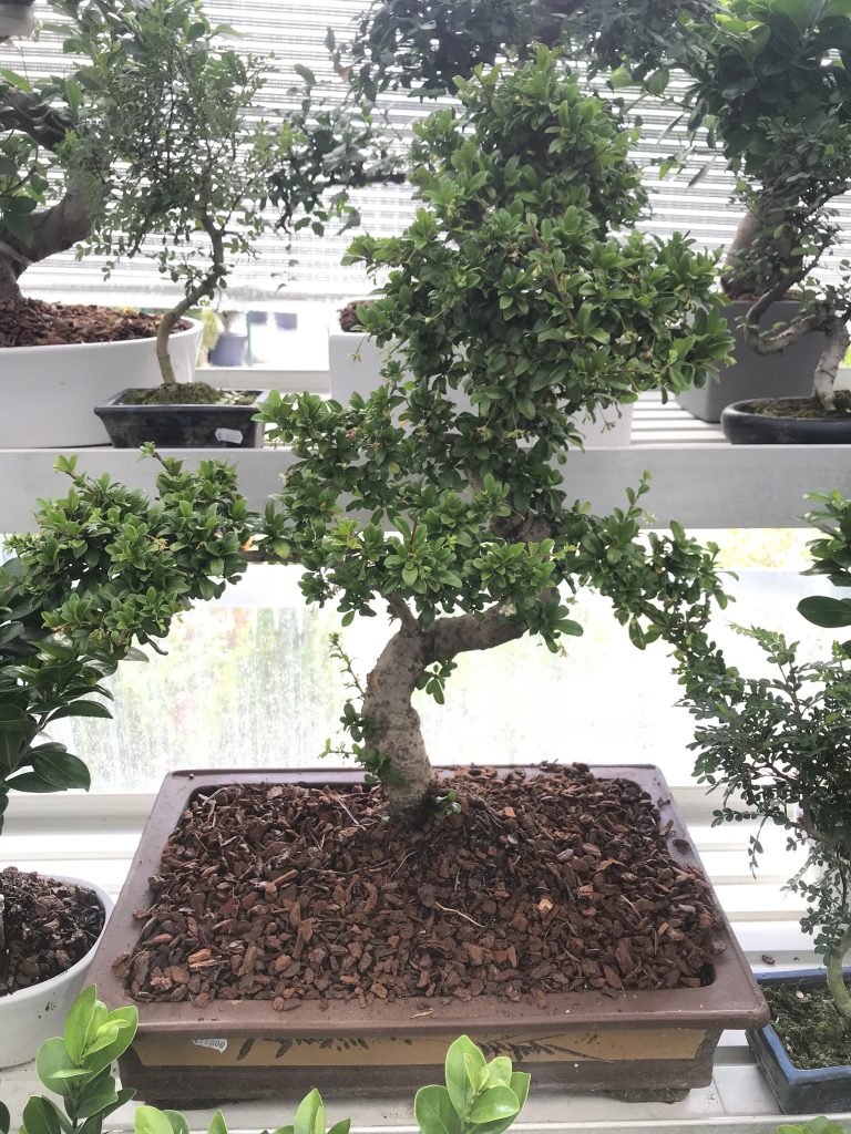 Bonsai a Roma. Ficus, Carmona, Ulivi, Mele, Conifiere. Entra e Scopri