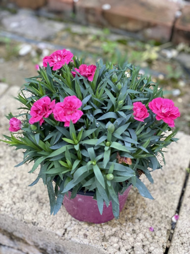 Garofanino - Vivaio Roma Garden