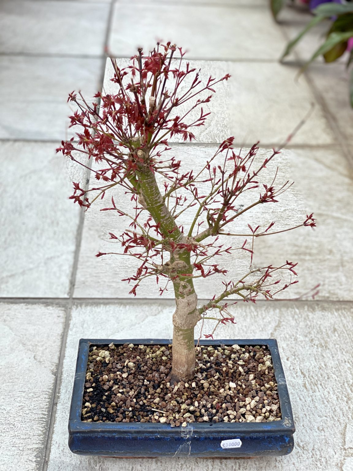 Bonsai di Acero Rosso - Vivaio Roma Garden