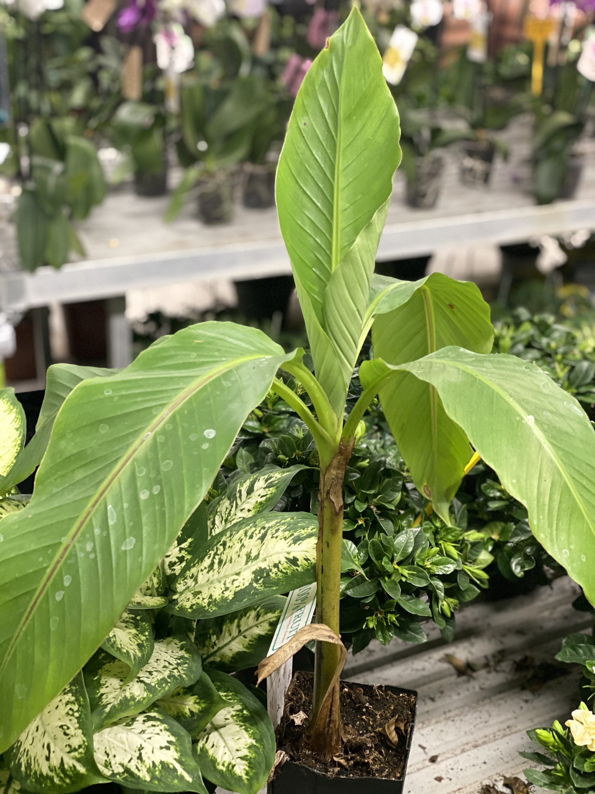 Banano Musa Basjoo - Vivaio Roma Garden