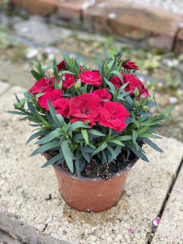 Garofanino - Vivaio Roma Garden