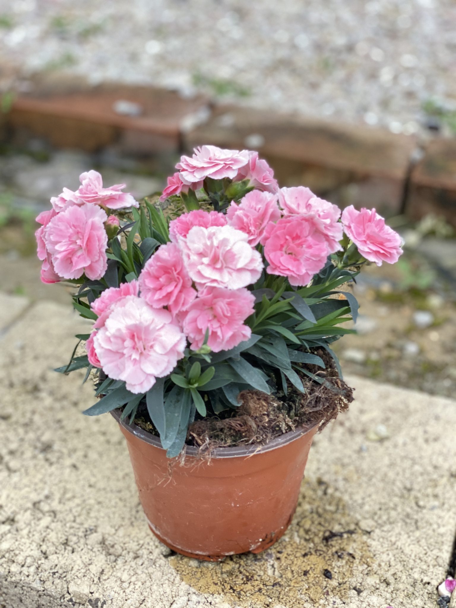 Garofanino - Vivaio Roma Garden