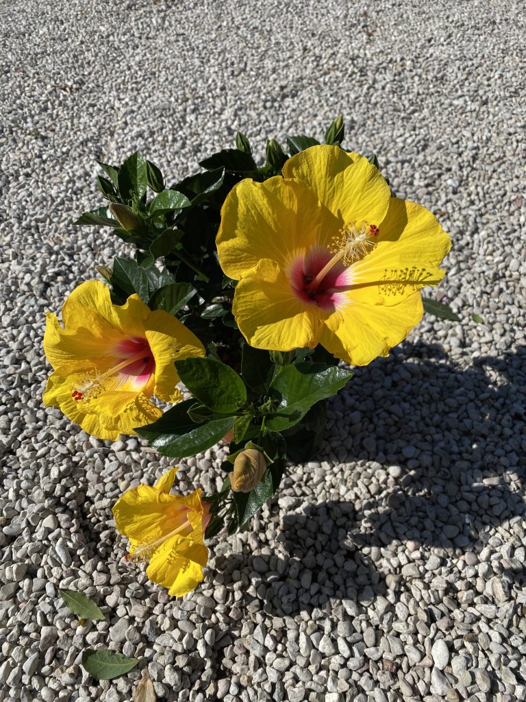 Ibiscus - Vivaio Roma Garden