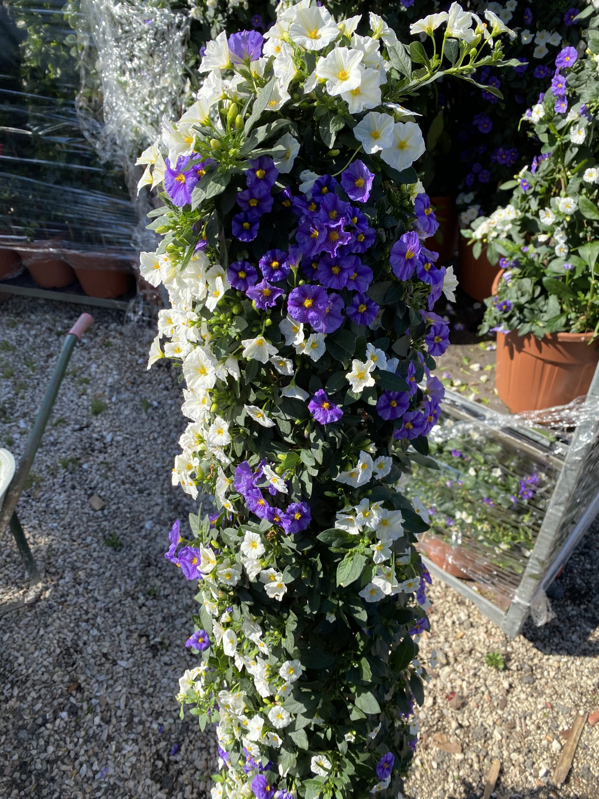 Solanum Rantonetti - Vivaio Roma Garden