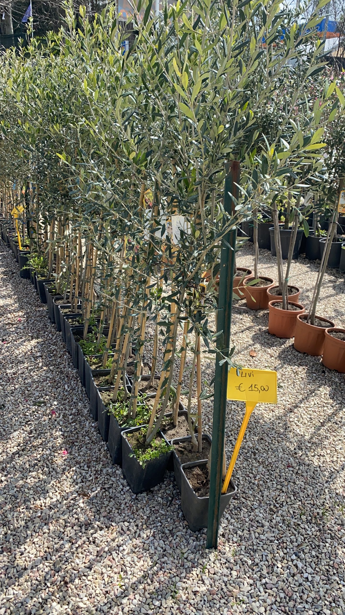 Ulivo in vaso - Vivaio Roma Garden