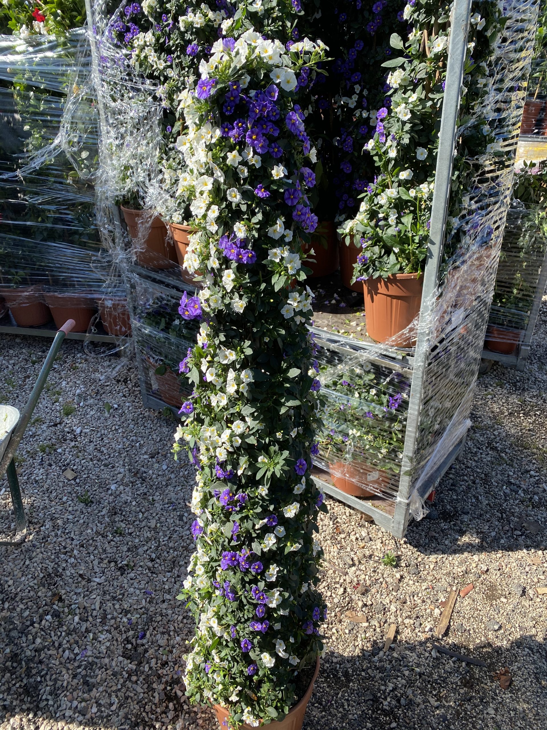 Solanum Rantonetti - Vivaio Roma Garden