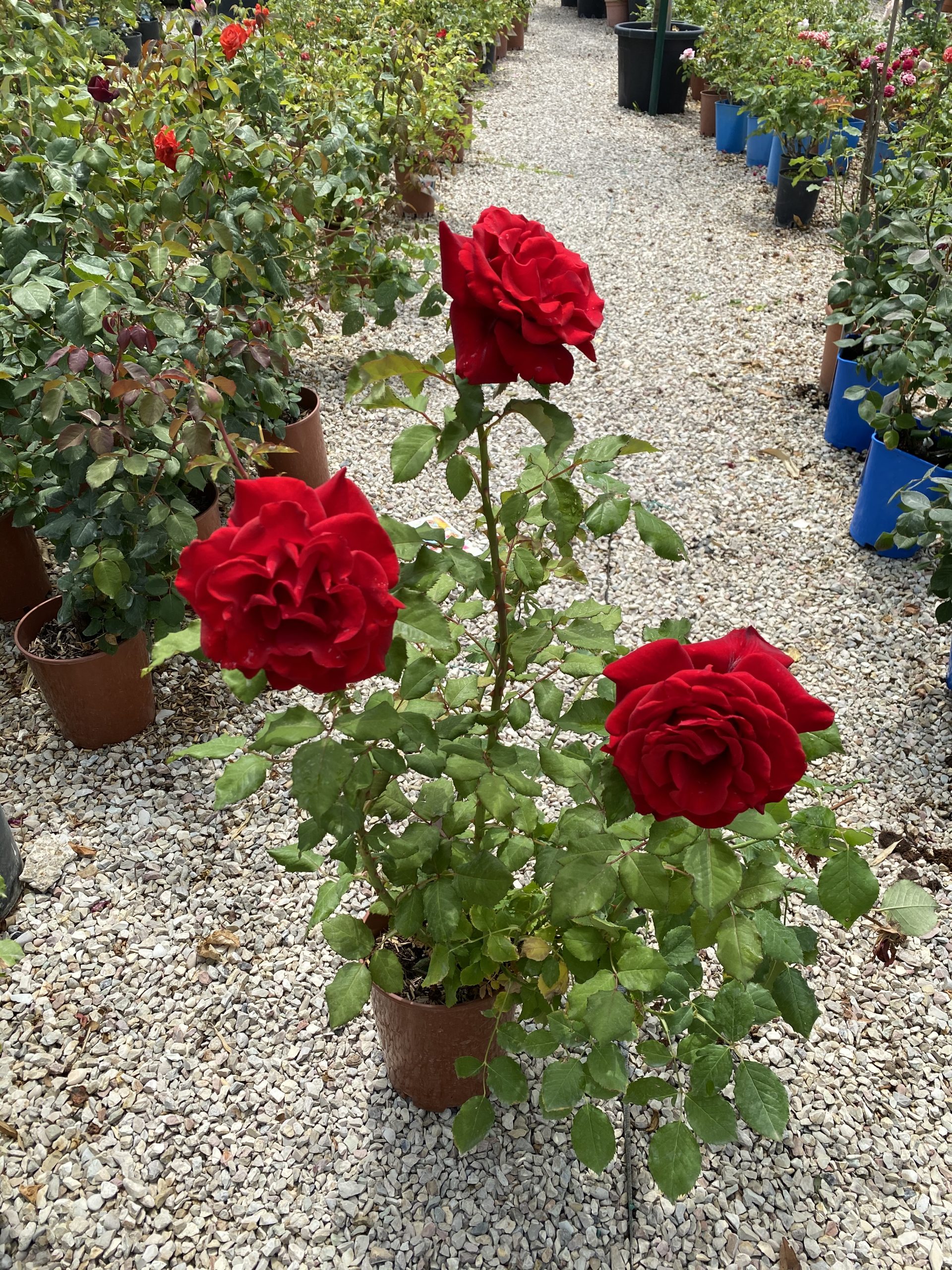 Rosa Carmen - Vivaio Roma Garden