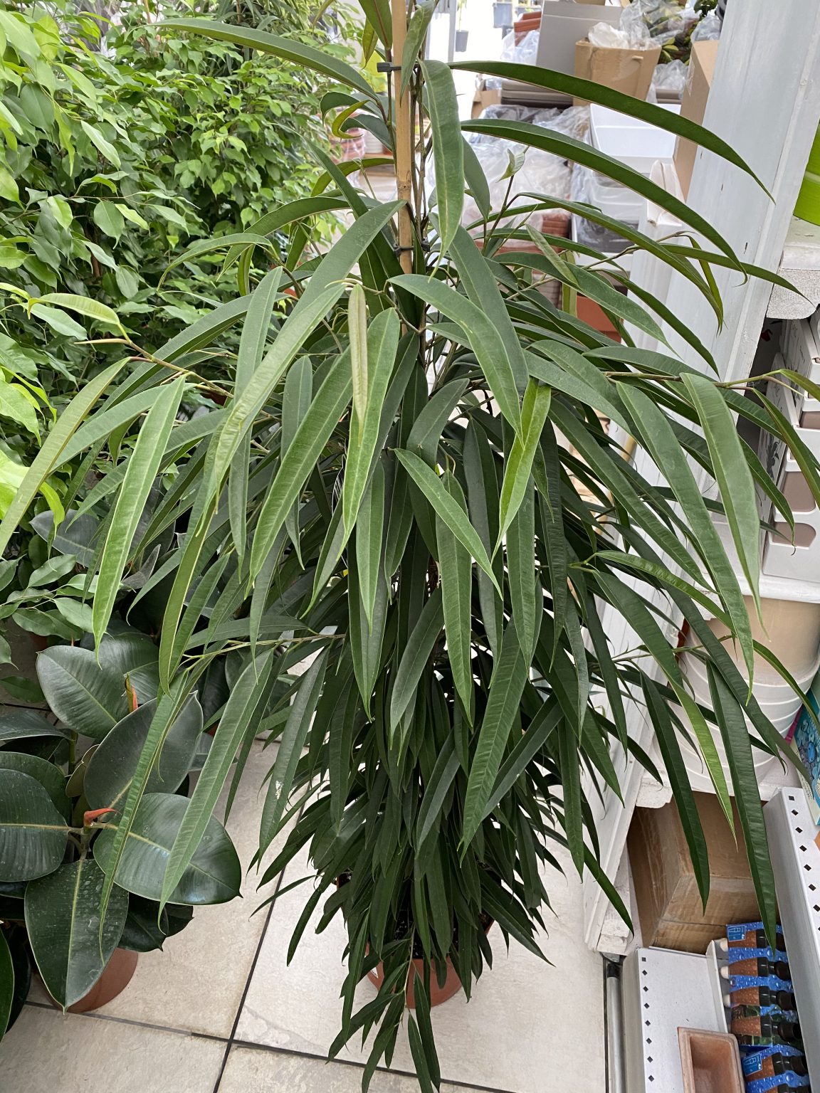 Ficus Alii - Vivaio Roma Garden