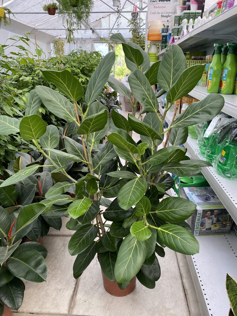 Ficus Audrey - Vivaio Roma Garden