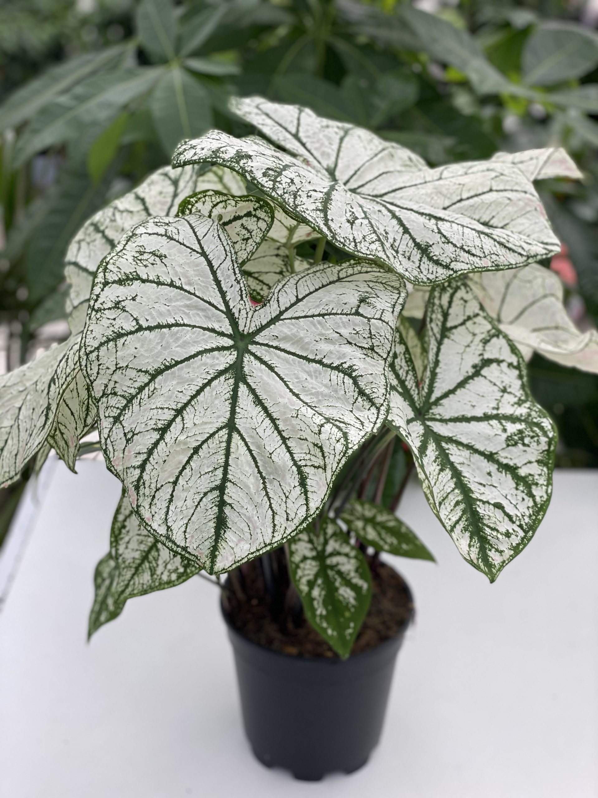 Caladium - Vivaio Roma Garden