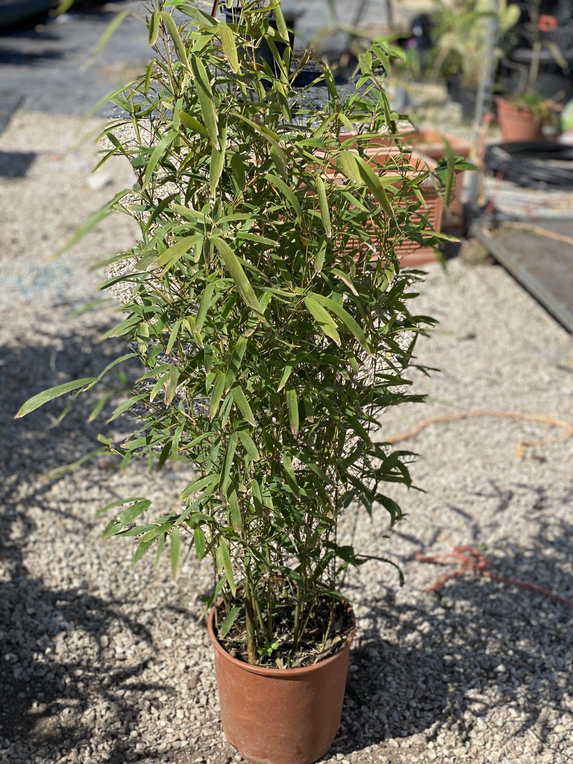 Bambù Aurea - Vivaio Roma Garden