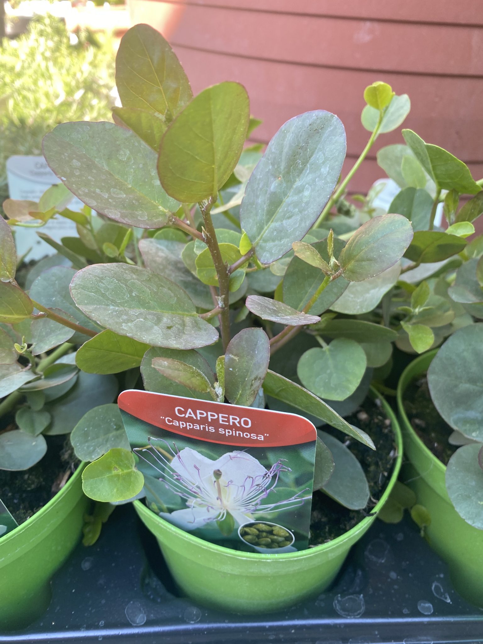 Cappero - Vivaio Roma Garden