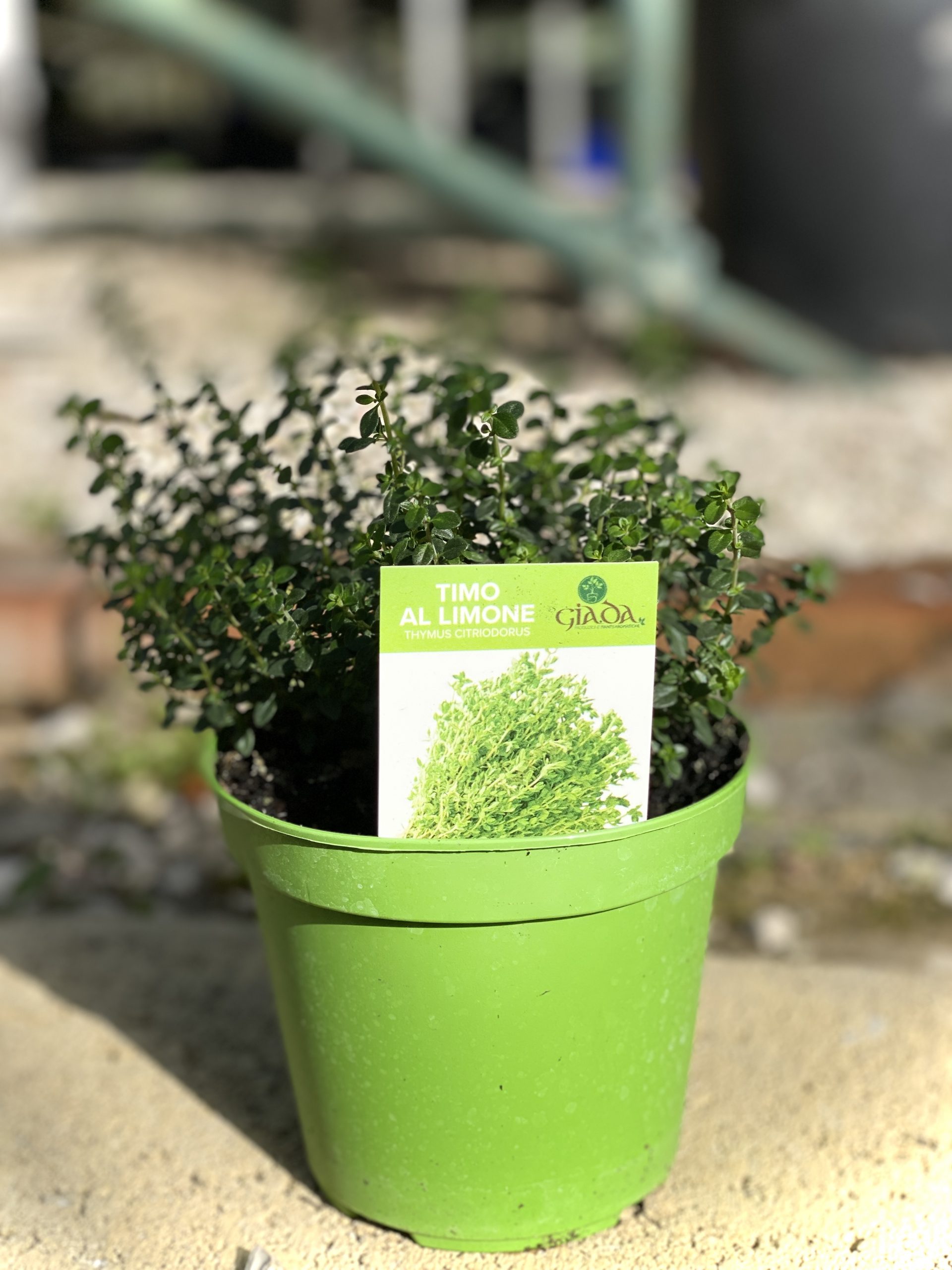 Timo limone vaso 14cm - Vivaio Roma Garden