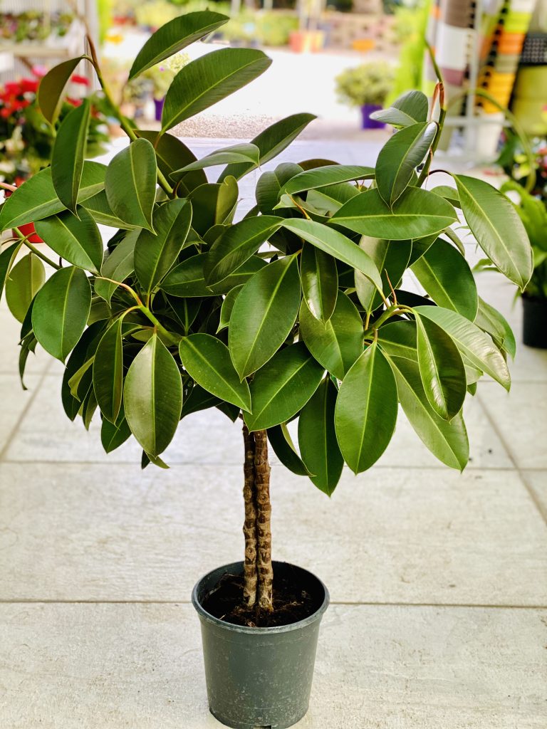 Ficus Melany - Vivaio Roma Garden