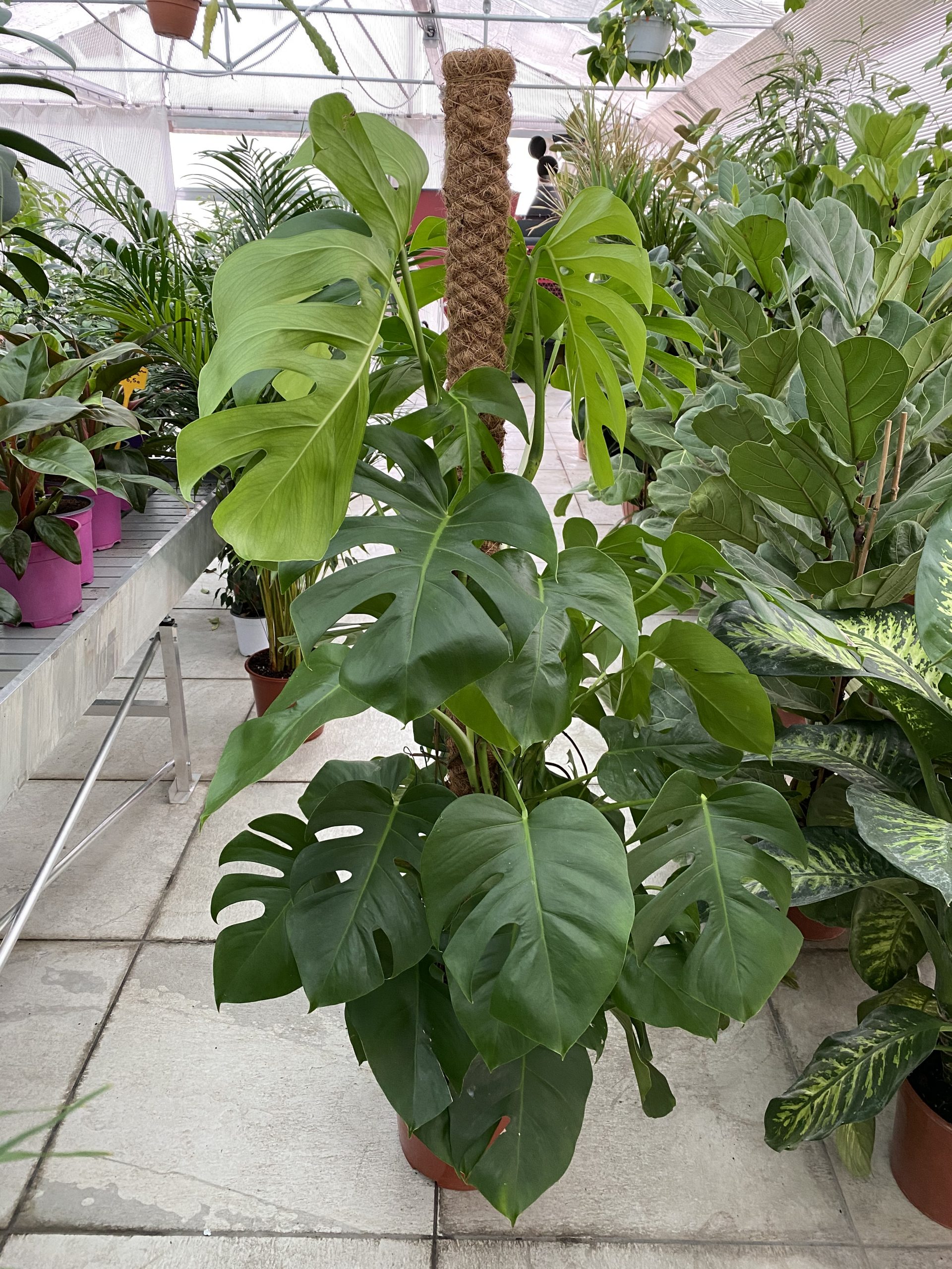 Monstera in Bastone - Vivaio Roma Garden