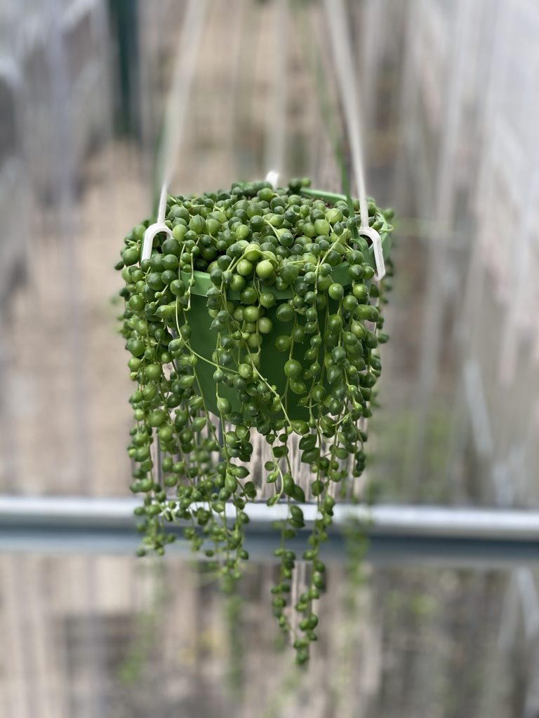 Senecio rowleyanus - Vivaio Roma Garden