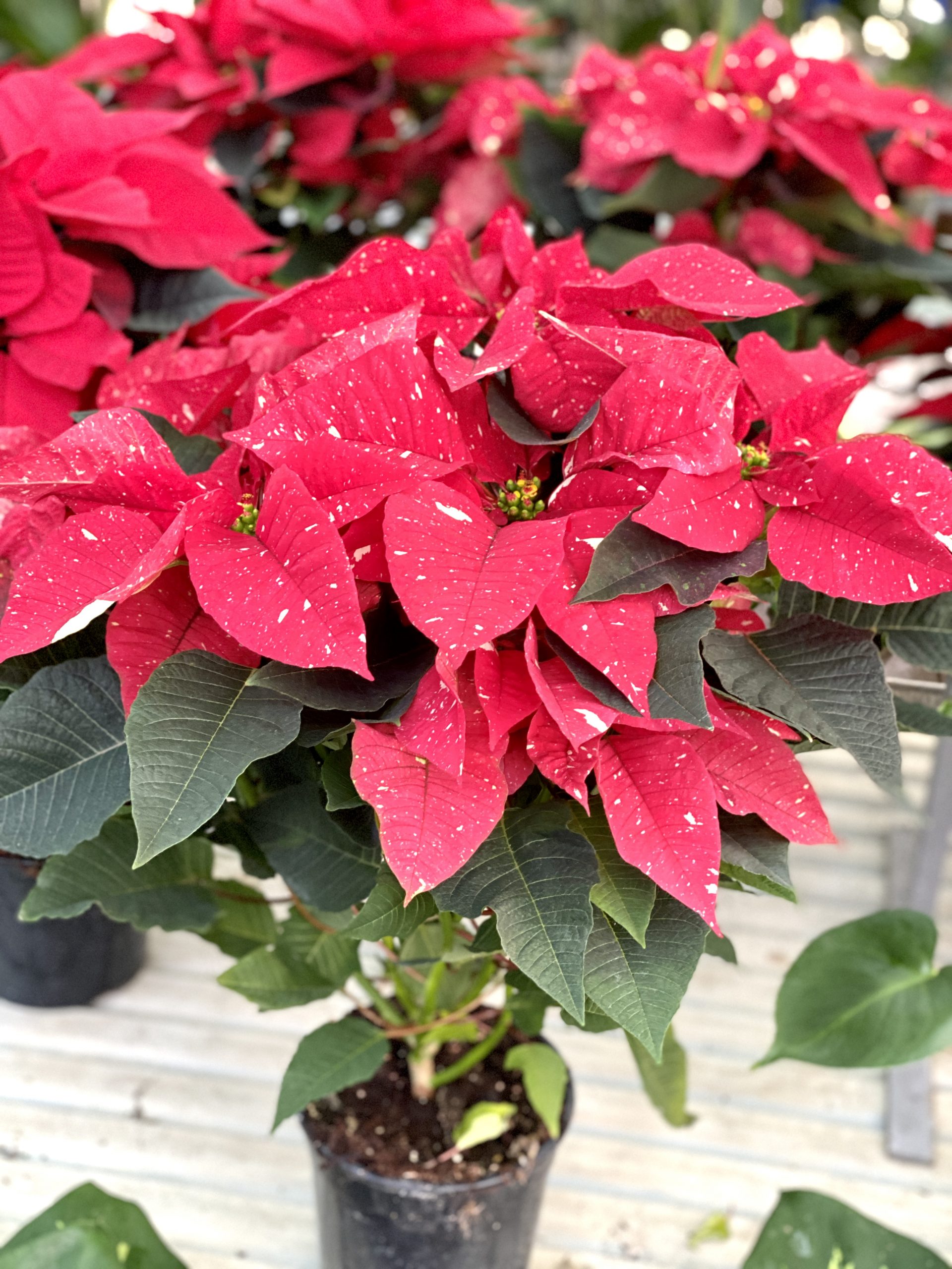 Stella di Natale variegata - Vivaio Roma Garden