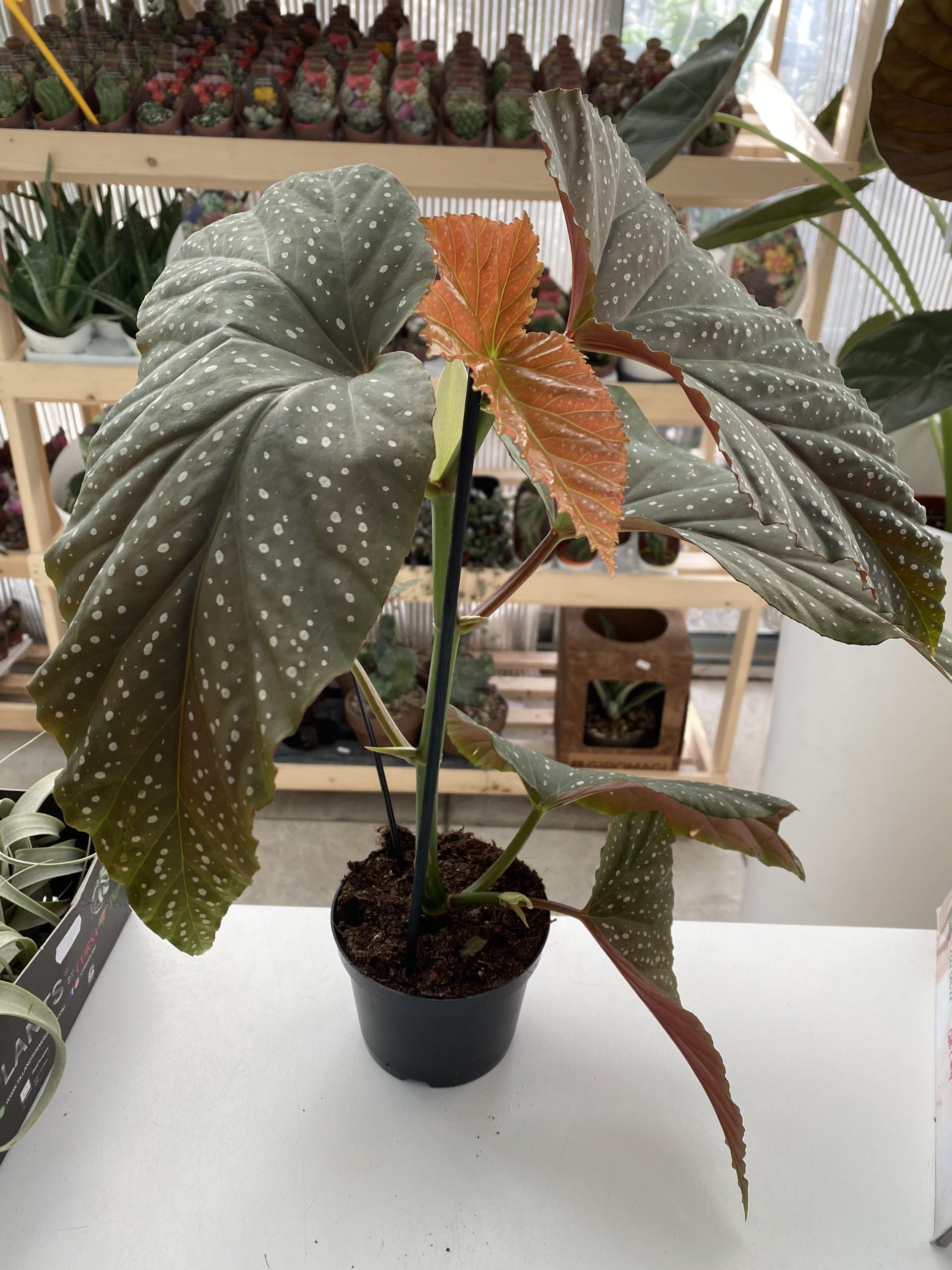 Begonia Wings - Vivaio Roma Garden