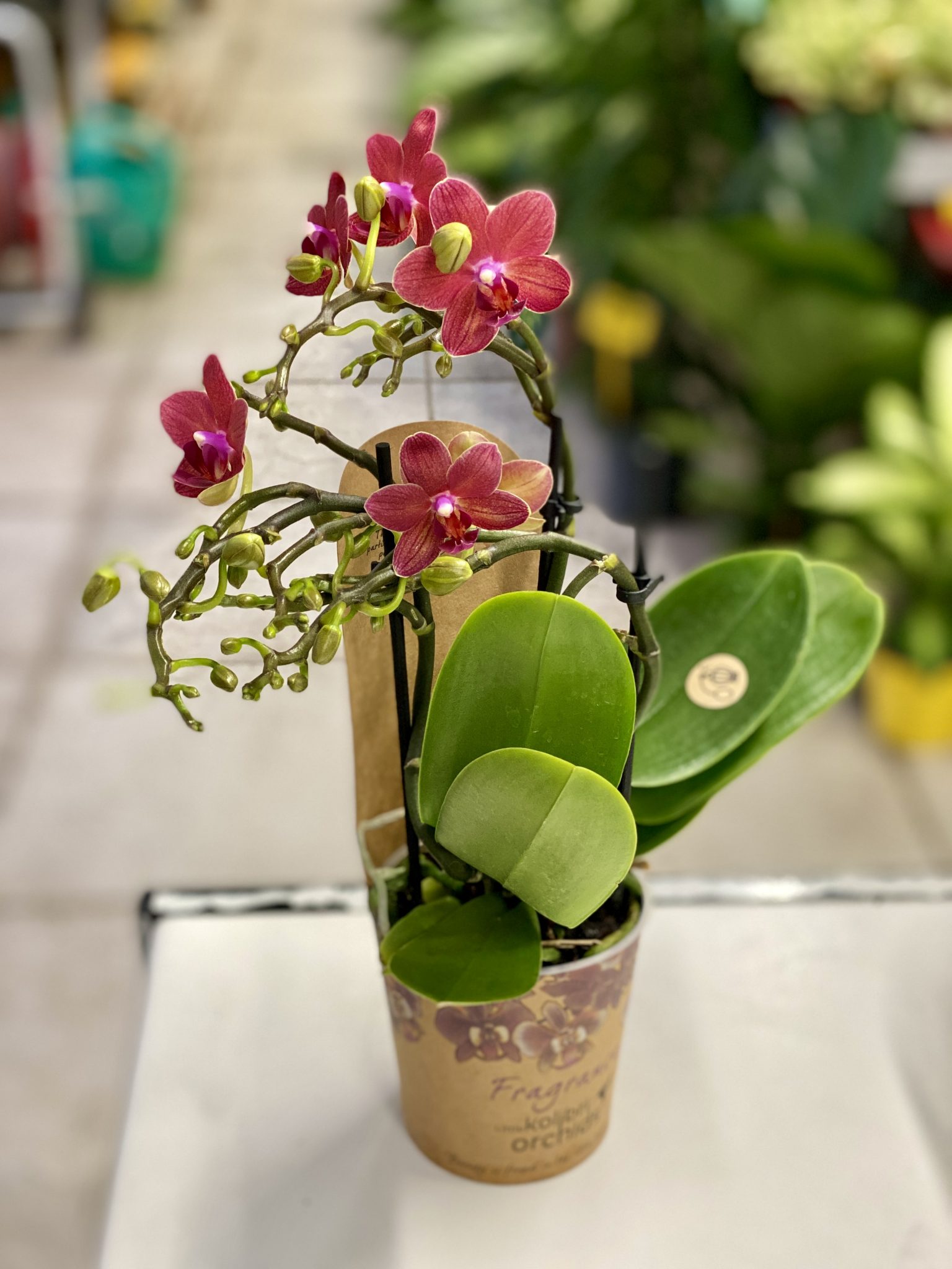 Mini Orchidea Profumata - Vivaio Roma Garden