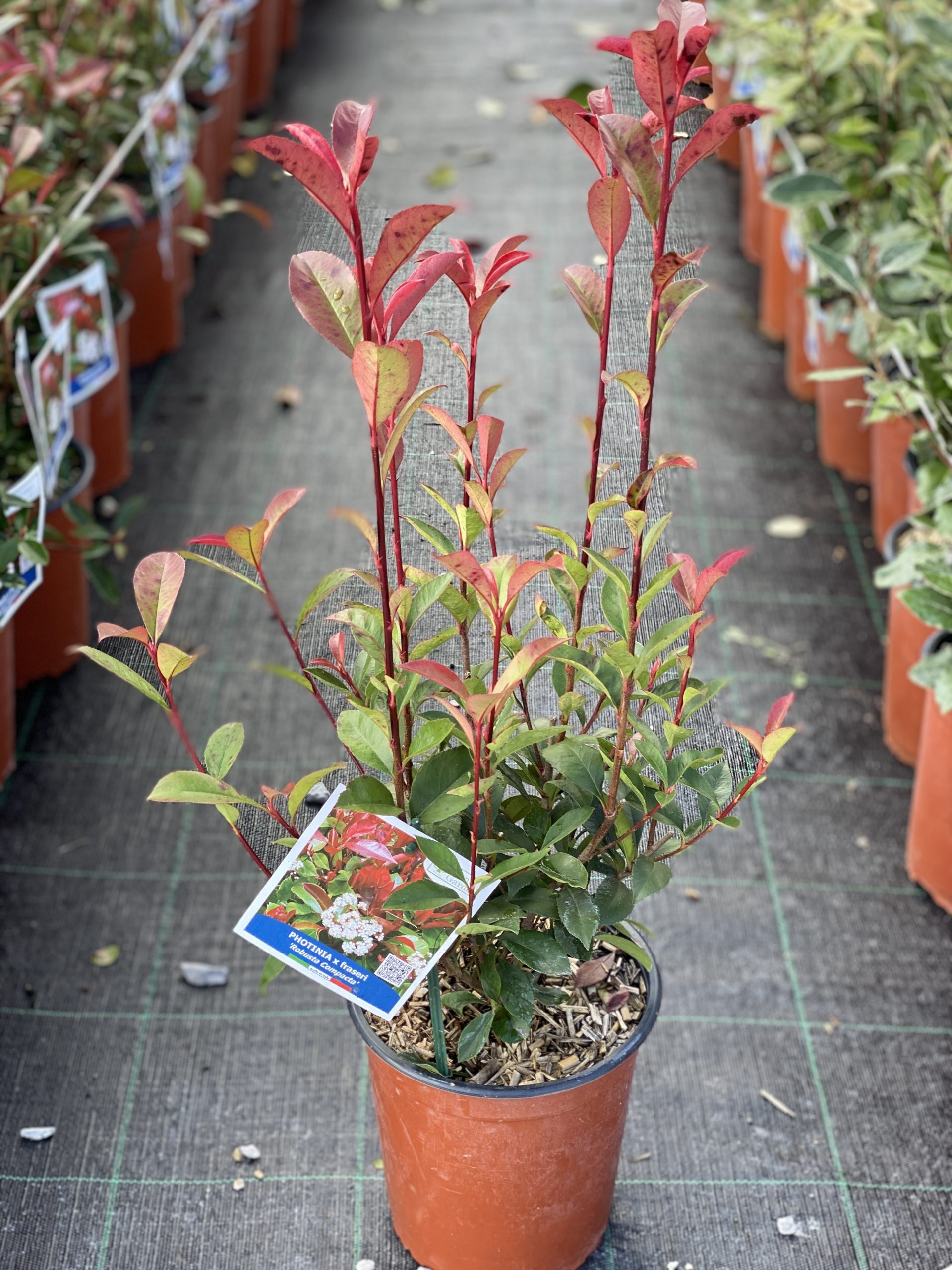 Photinia Compacta - Vivaio Roma Garden