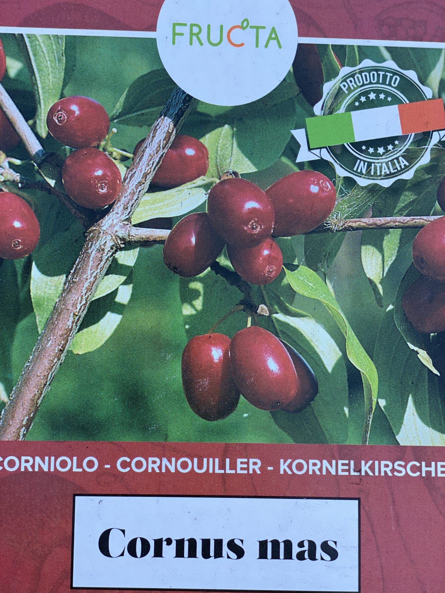 Corniolo - Vivaio Roma Garden