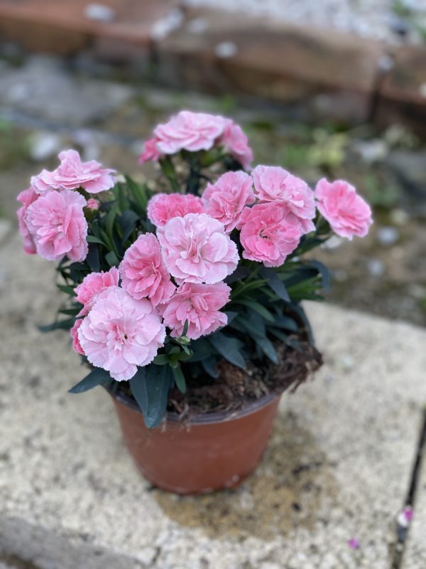 Garofanino - Vivaio Roma Garden