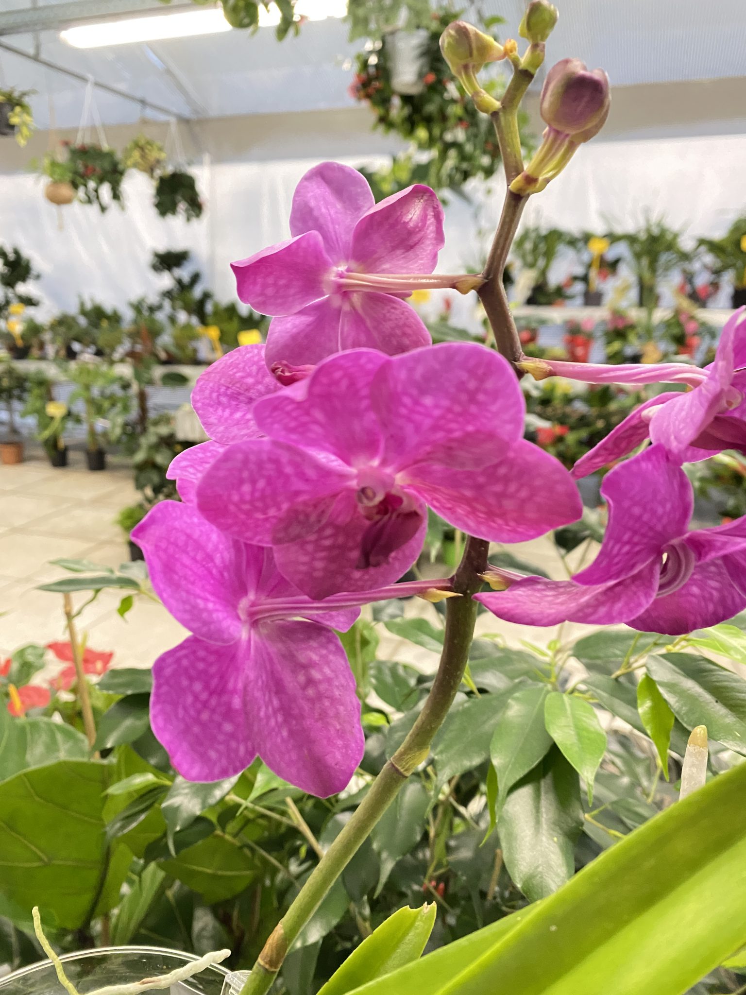 Orchidea Vanda S - Vivaio Roma Garden