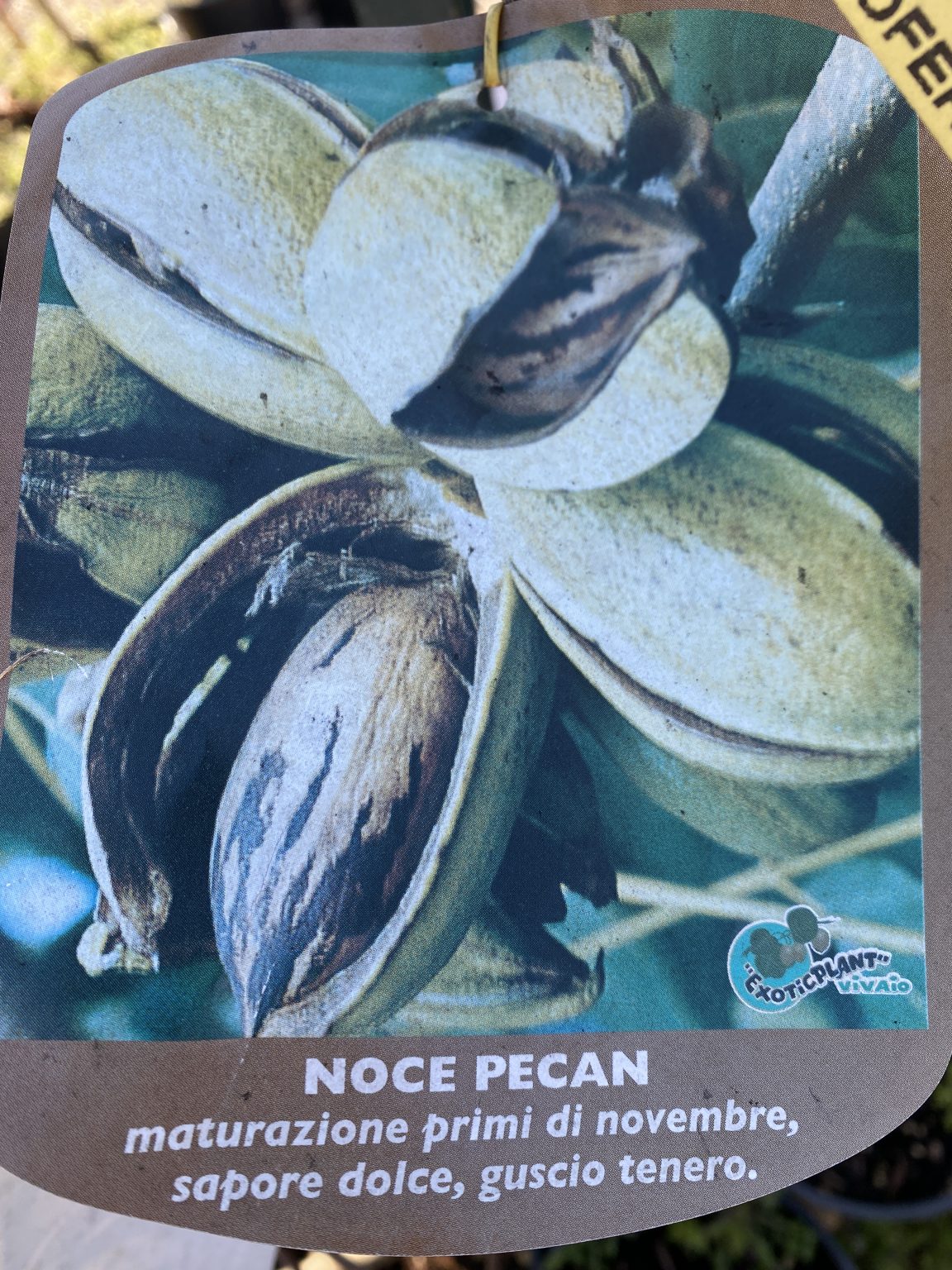 Noce Pecan - Vivaio Roma Garden