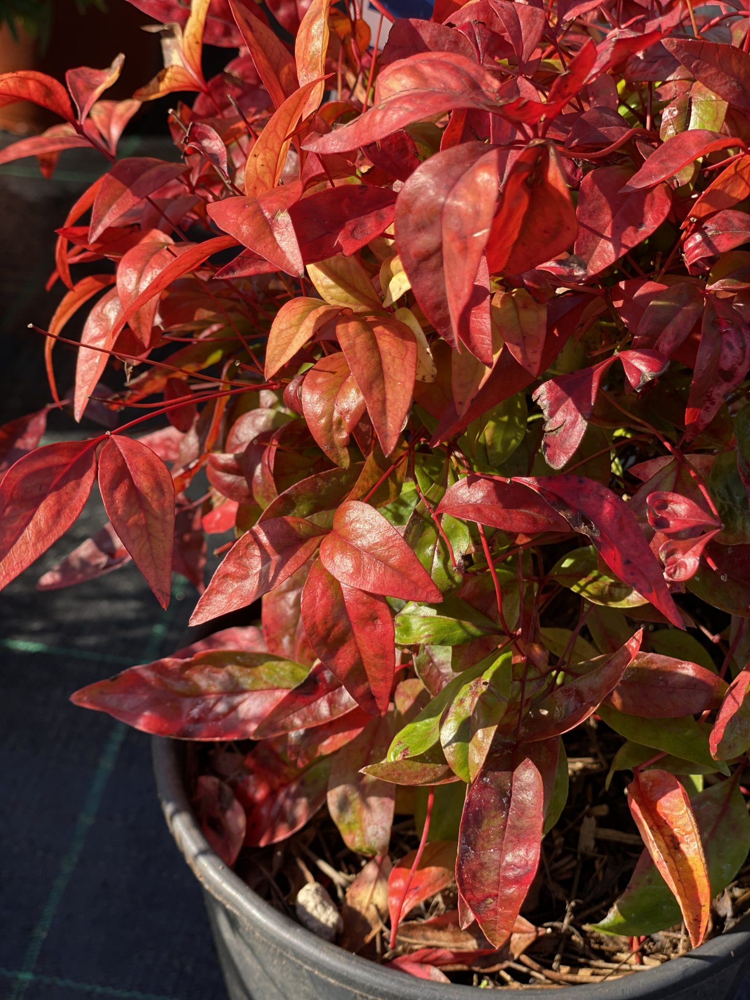 Nandina Domestica Fire Power - Vivaio Roma Garden