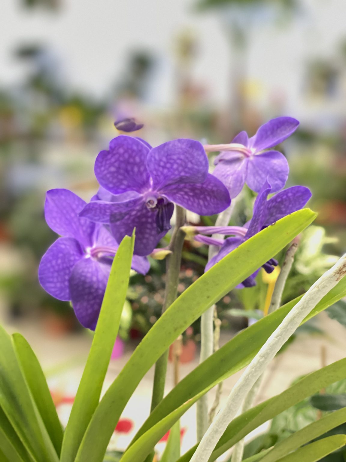 Orchidea Vanda S - Vivaio Roma Garden