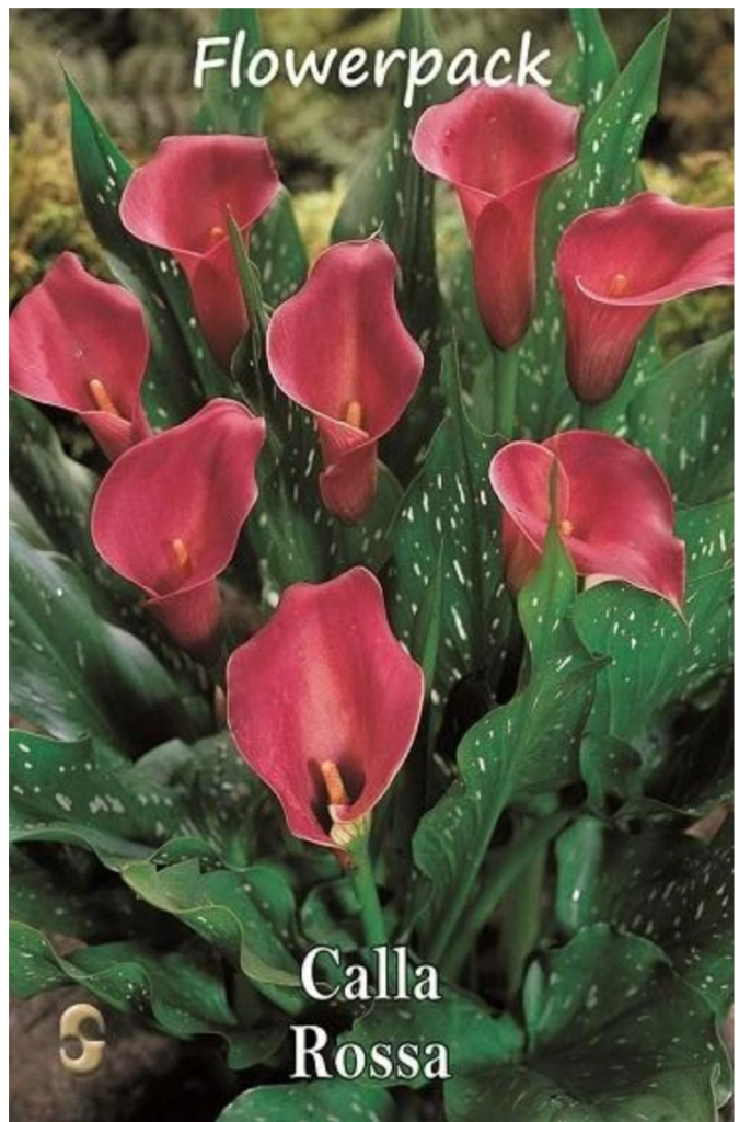 Calla Rossa - Vivaio Roma Garden