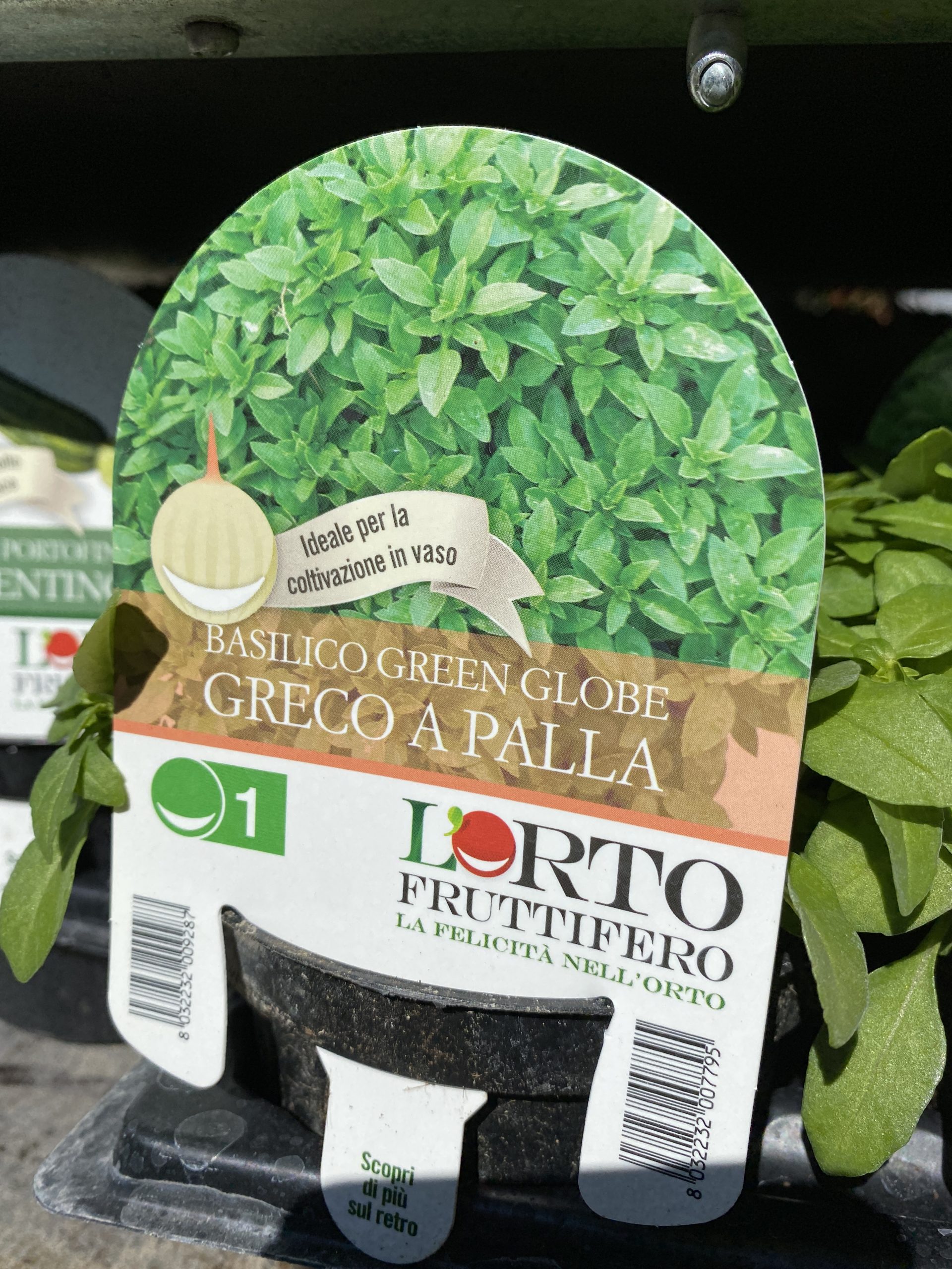 Basilico Greco - Vivaio Roma Garden