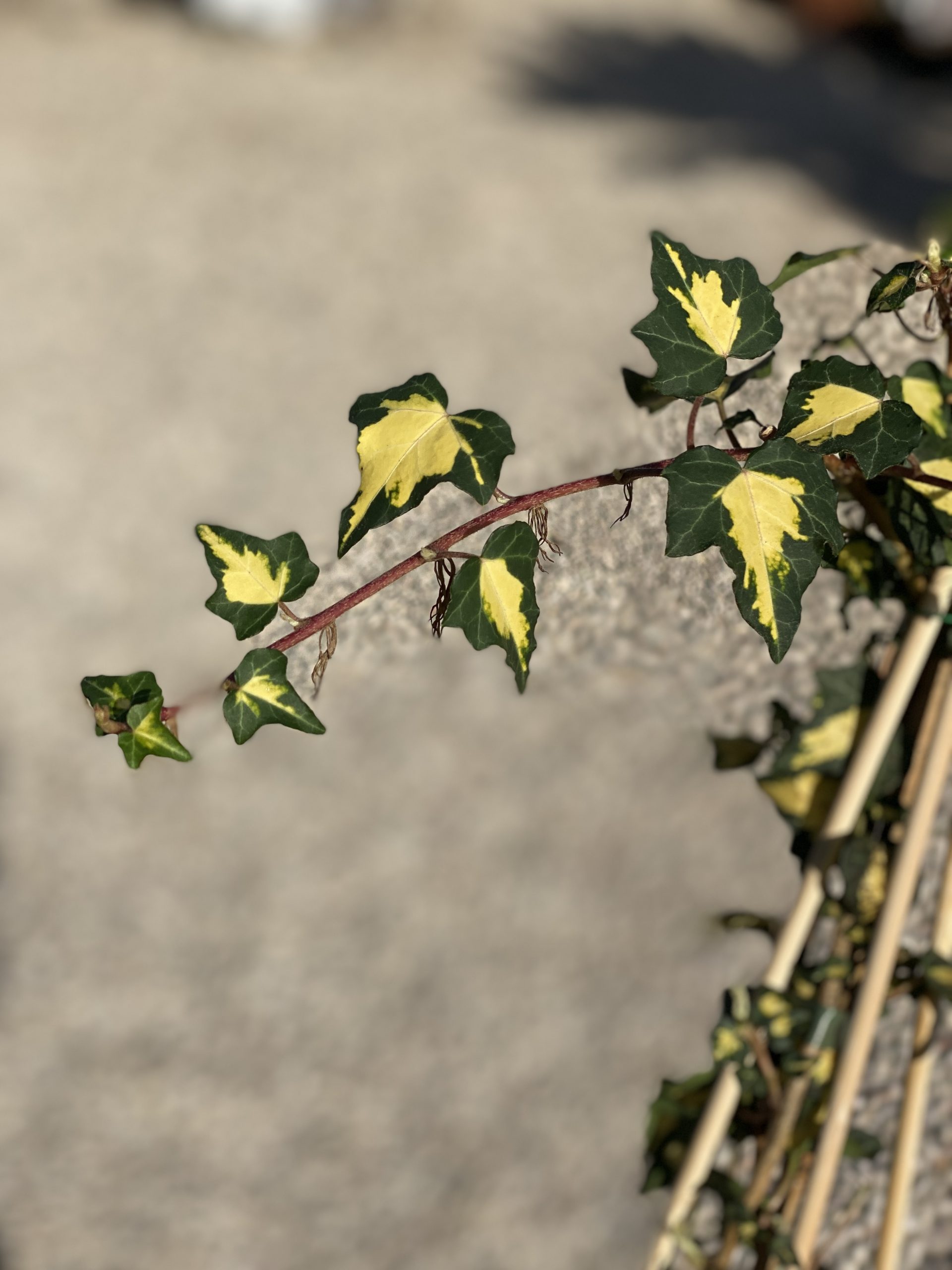 Hedera 'Goldheart' - Vivaio Roma Garden