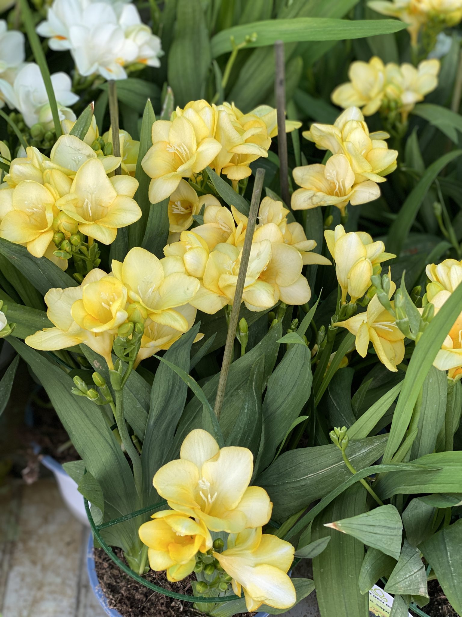 Fresia - Vivaio Roma Garden