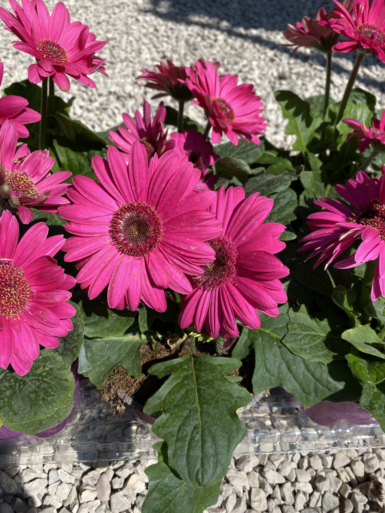 Gerbera - Vivaio Roma Garden