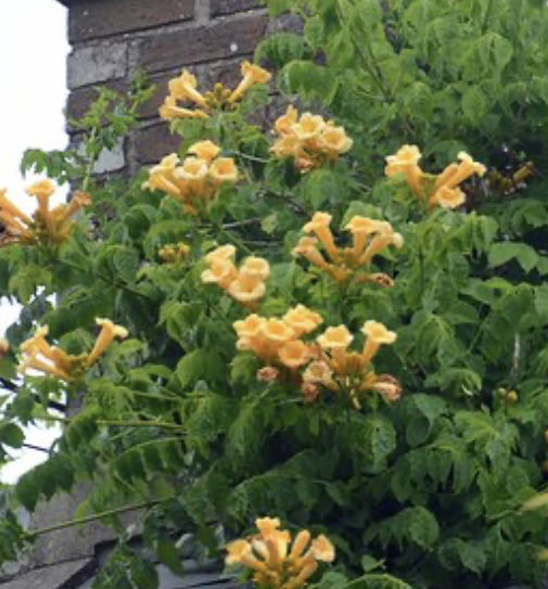 Campsis Bignonia Gialla - Vivaio Roma Garden