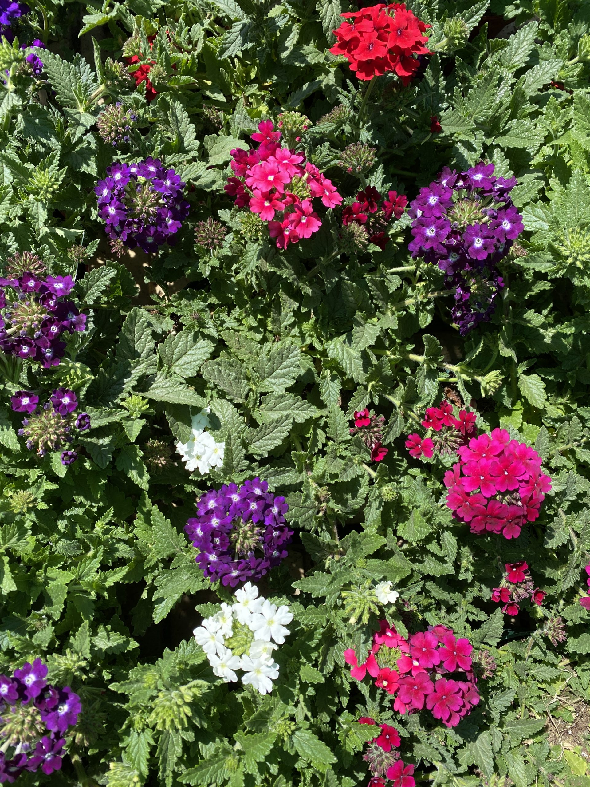 Verbena trio v14 - Vivaio Roma Garden