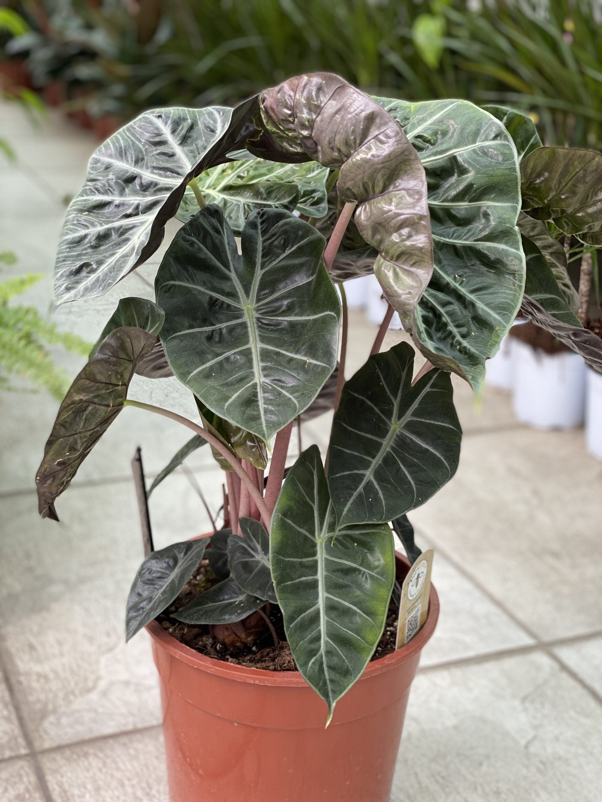 Alocasia Pink Dragon - Vivaio Roma Garden
